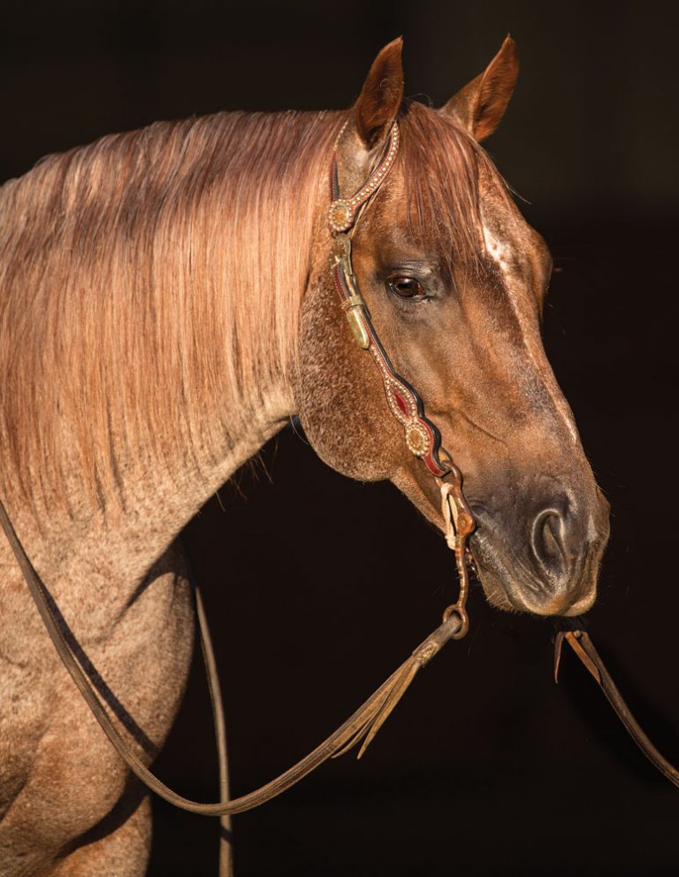 New Incentive Added for Metallic Cat Offspring – Metallic Cat