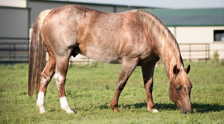 Metallic Cat Leads 2020 NCHA Futurity Sires List – Quarter Horse News ...